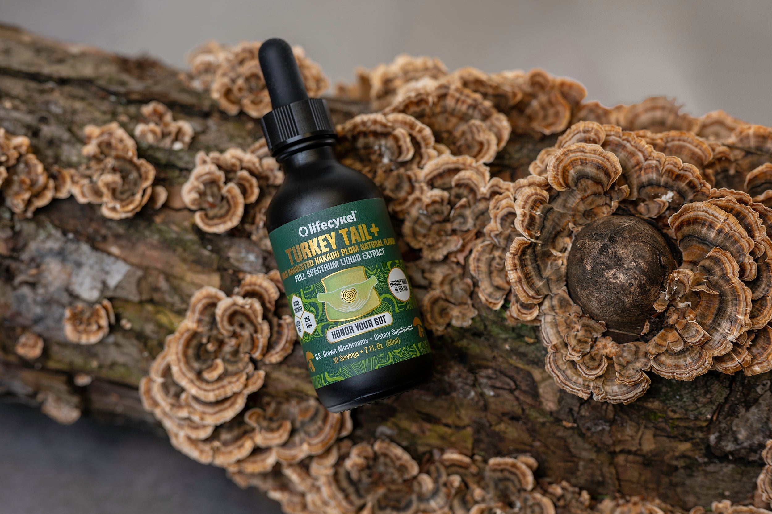 What Is Turkey Tail Mushroom & How Does It Work? – Lifecykel US