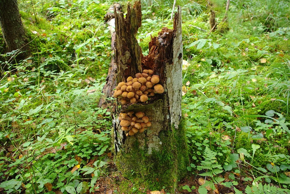 Humungous fungus! – Lifecykel US